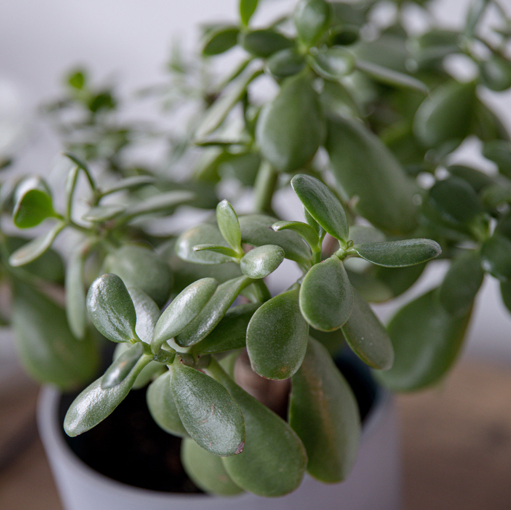 About Us - Ellipsis Brands Limited